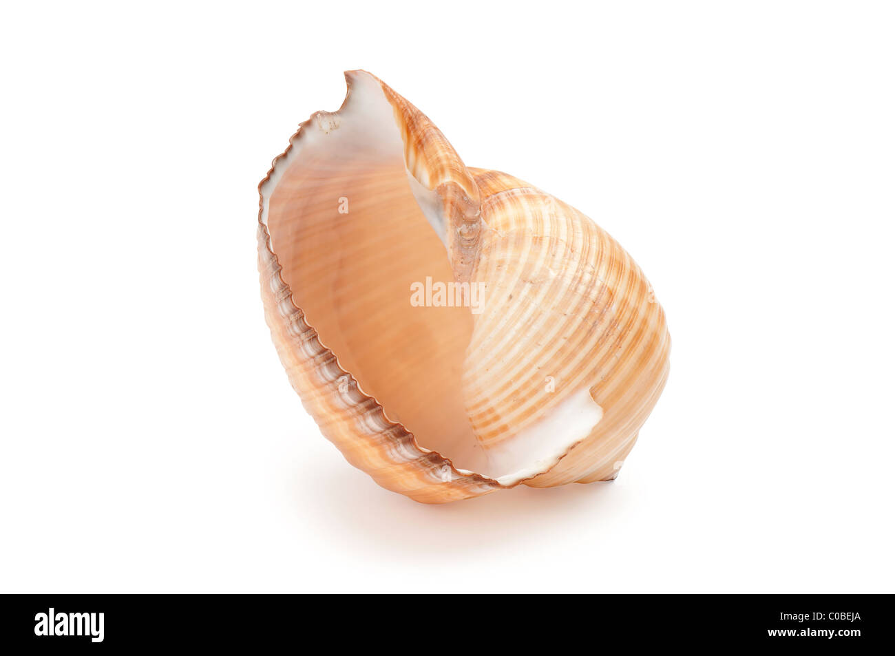 seashell on white background Stock Photo - Alamy