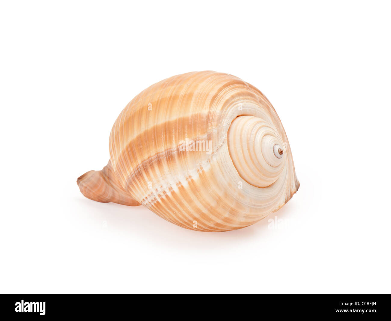 seashell on white background Stock Photo - Alamy