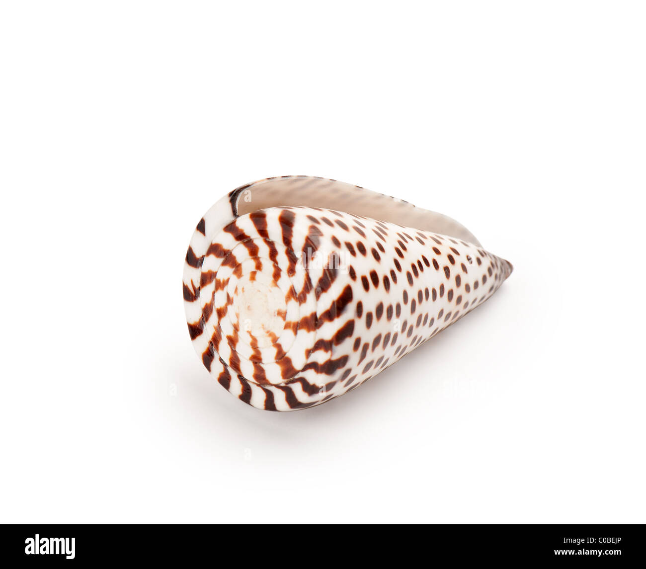 seashell on white background Stock Photo - Alamy