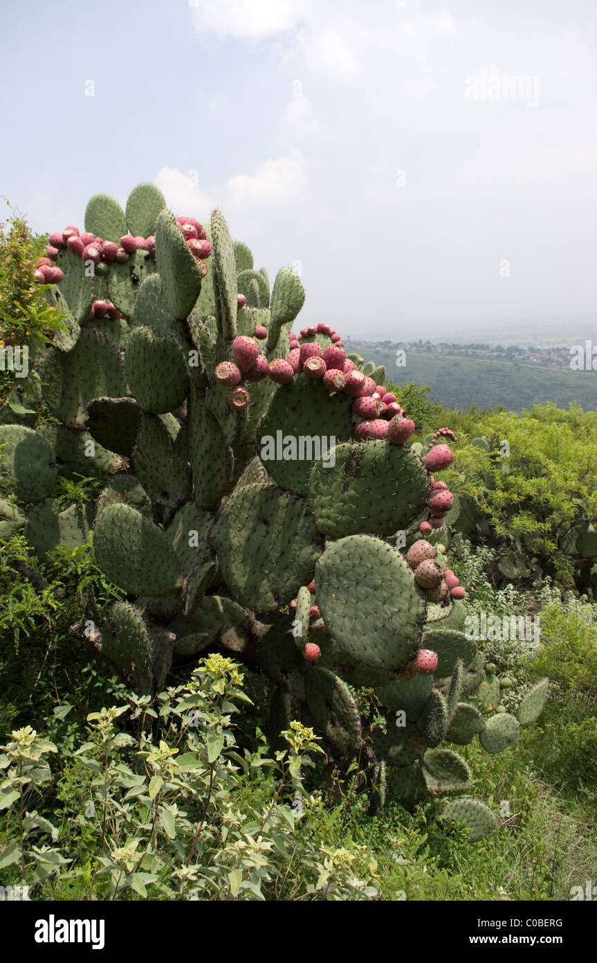 Wild Prickly pear cactus (Opuntia sp) with red fruits Stock Photo - Alamy