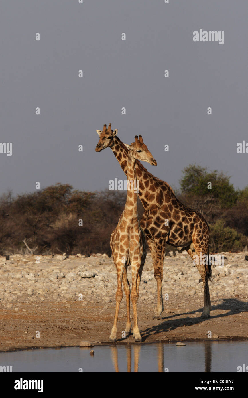 Two Giraffes in the Etosha National Park, Namibia Stock Photo - Alamy