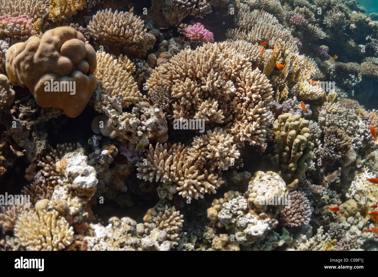 The picture shows the Red Sea coral reef near the city of Dahab, Egypt ...
