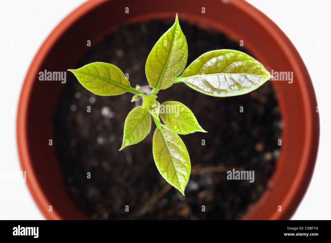 Pear Tree Seedling