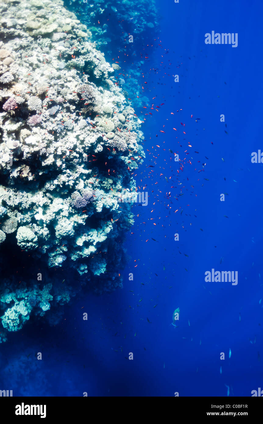 The picture shows the Red Sea coral reef near the city of Dahab, Egypt ...