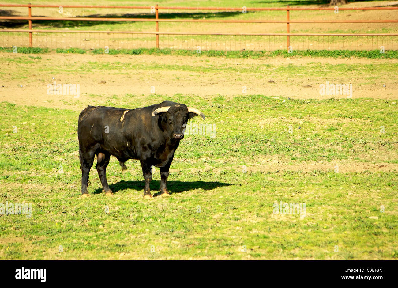 Black bull Stock Photo - Alamy