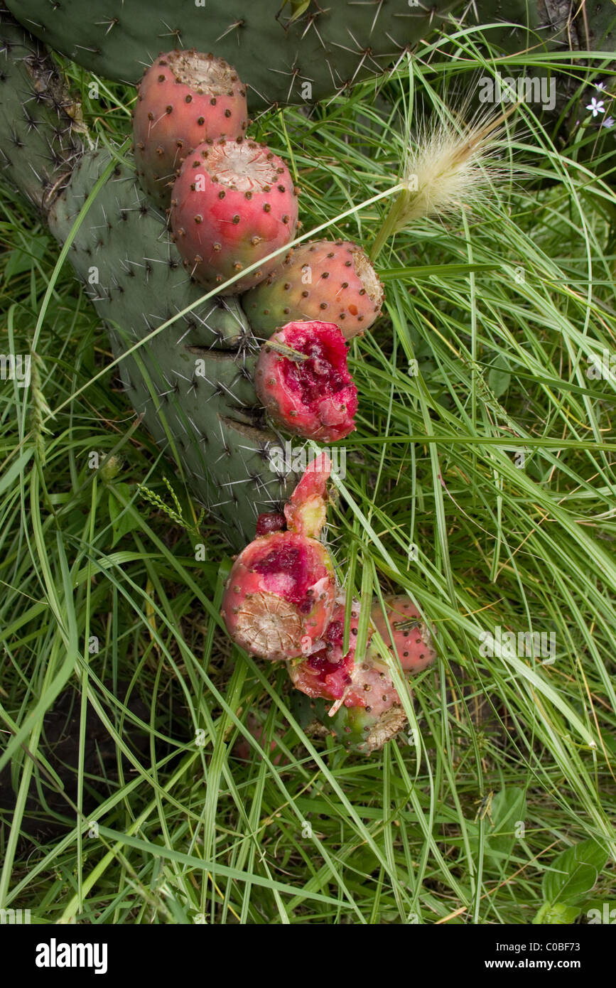 Opuntia streptacantha nopal hi-res stock photography and images - Alamy
