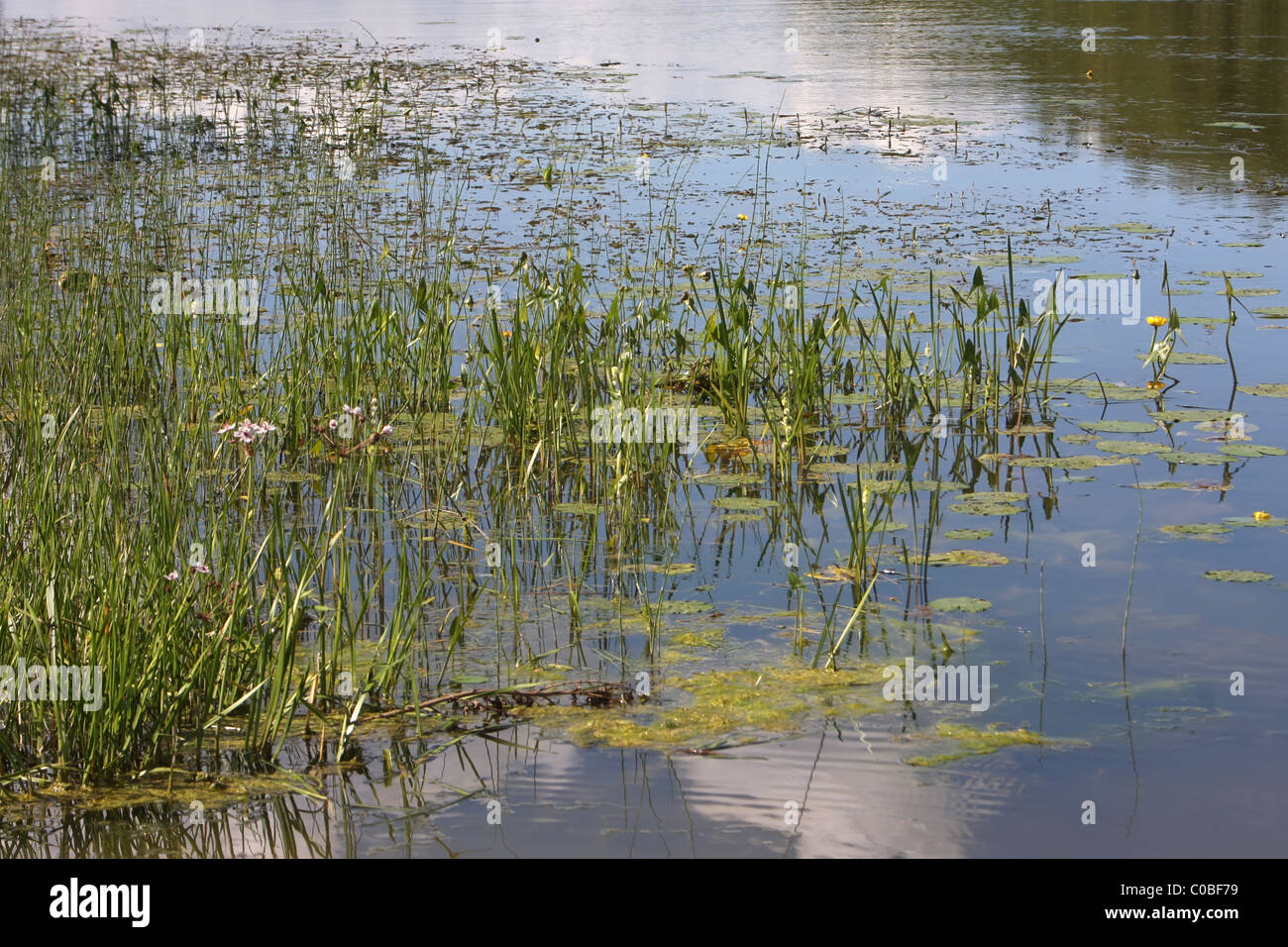 Summer reflections in the water Stock Photo - Alamy