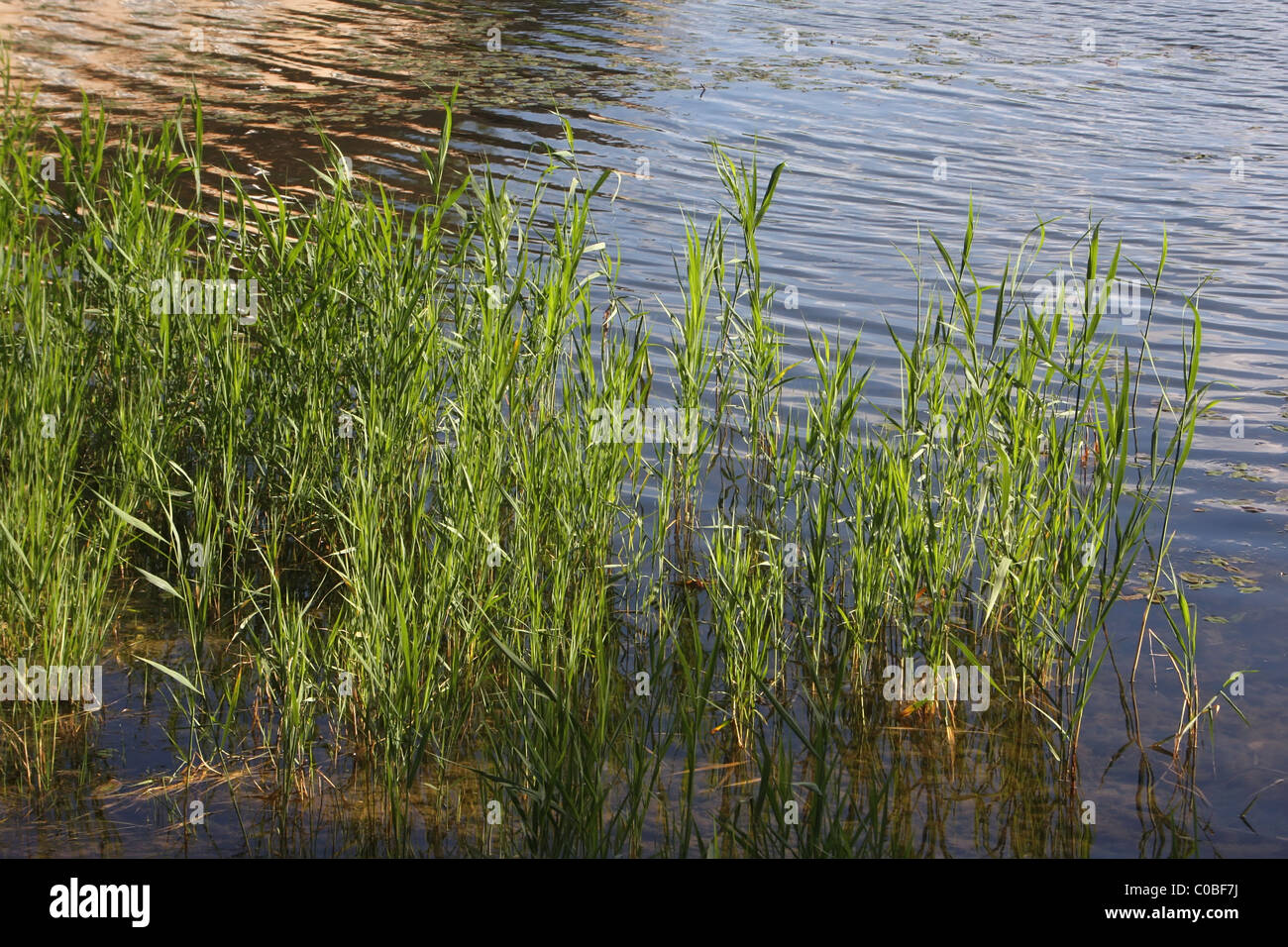 Summer reflections in the water Stock Photo - Alamy