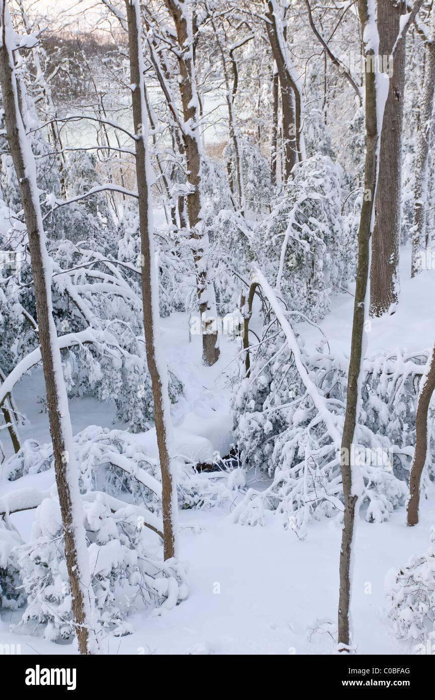 Damage snow storm hi-res stock photography and images - Alamy