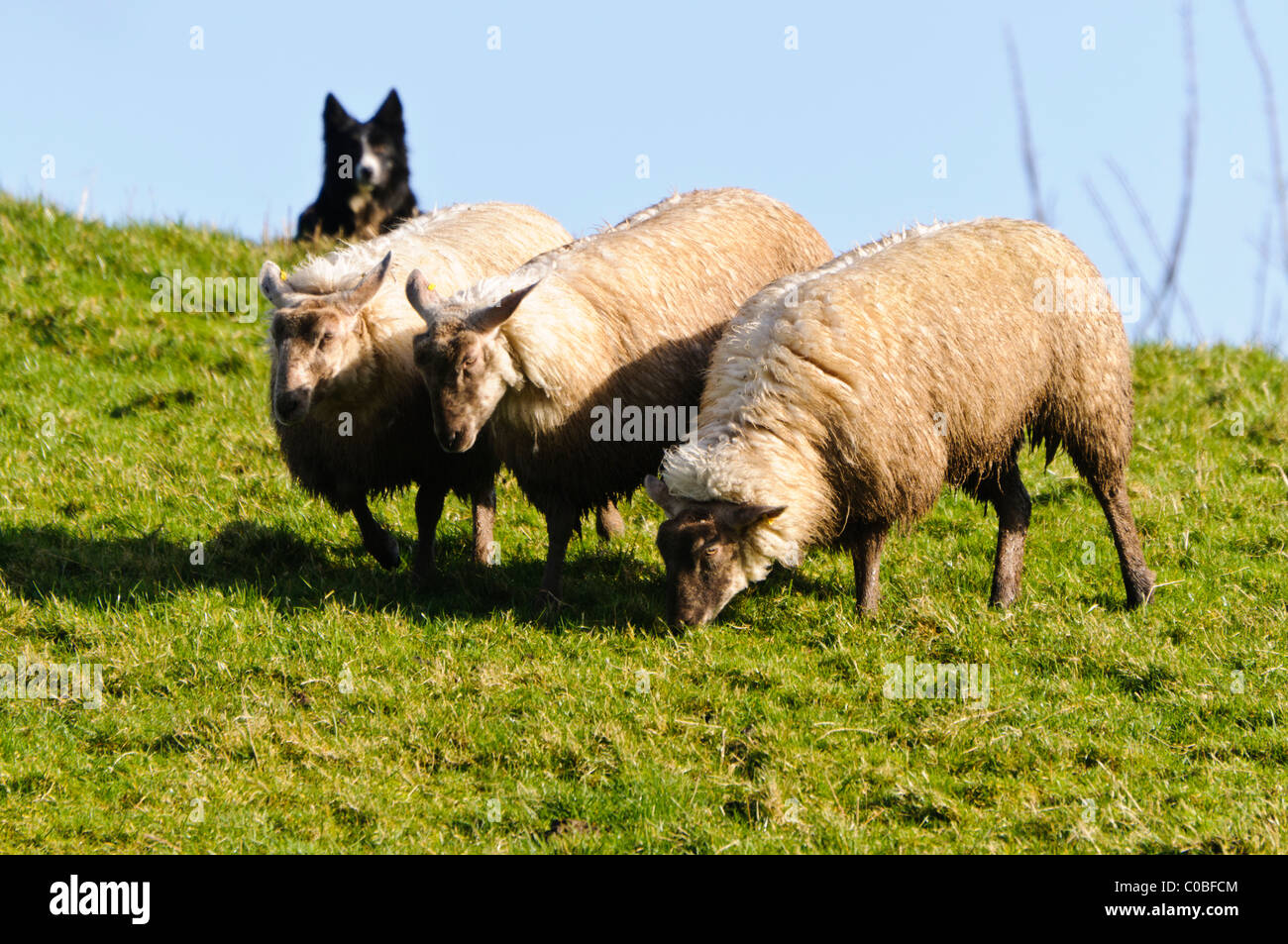 Collie sheepdog rounding up a small number of sheep Stock Photo - Alamy