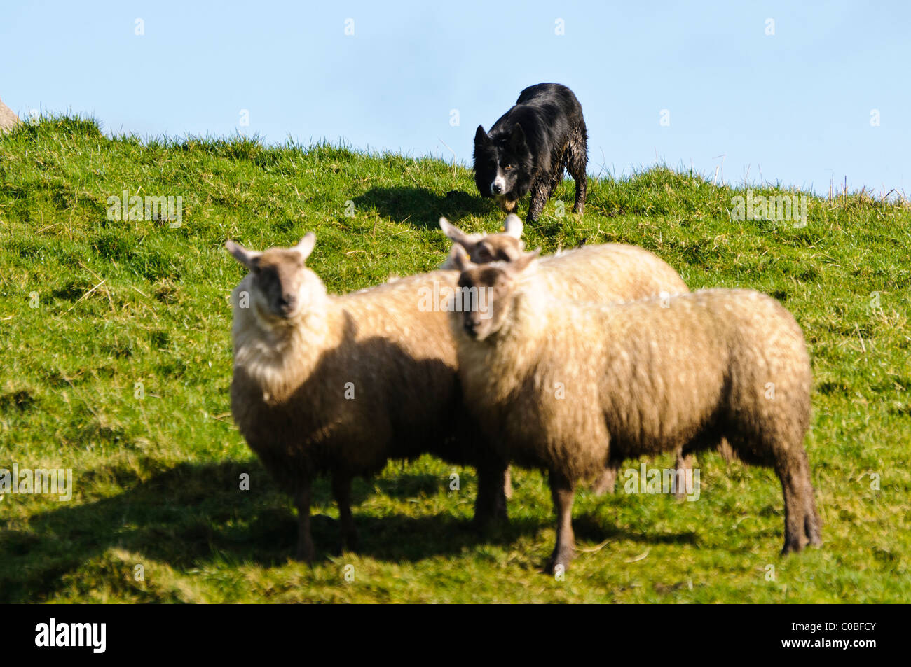 Dog rounding up sheep hi-res stock photography and images - Alamy