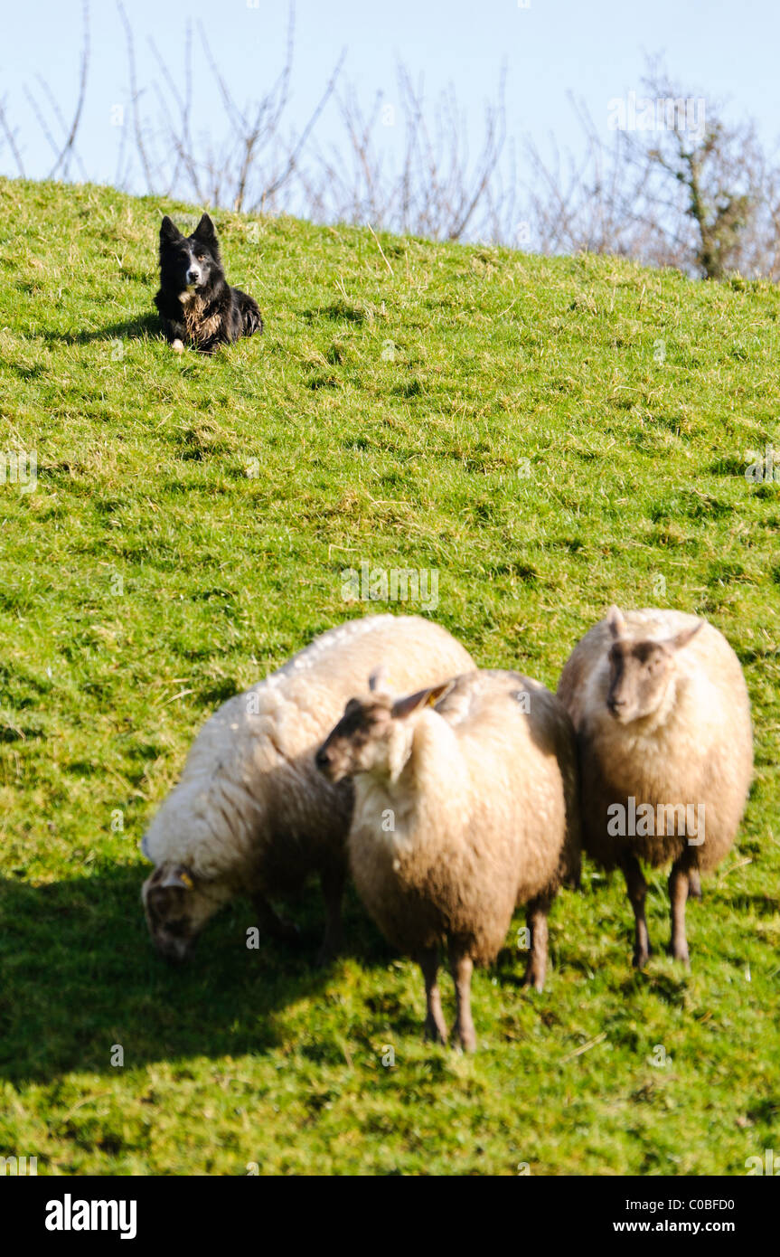 Border collie driving sheep hi-res stock photography and images - Alamy
