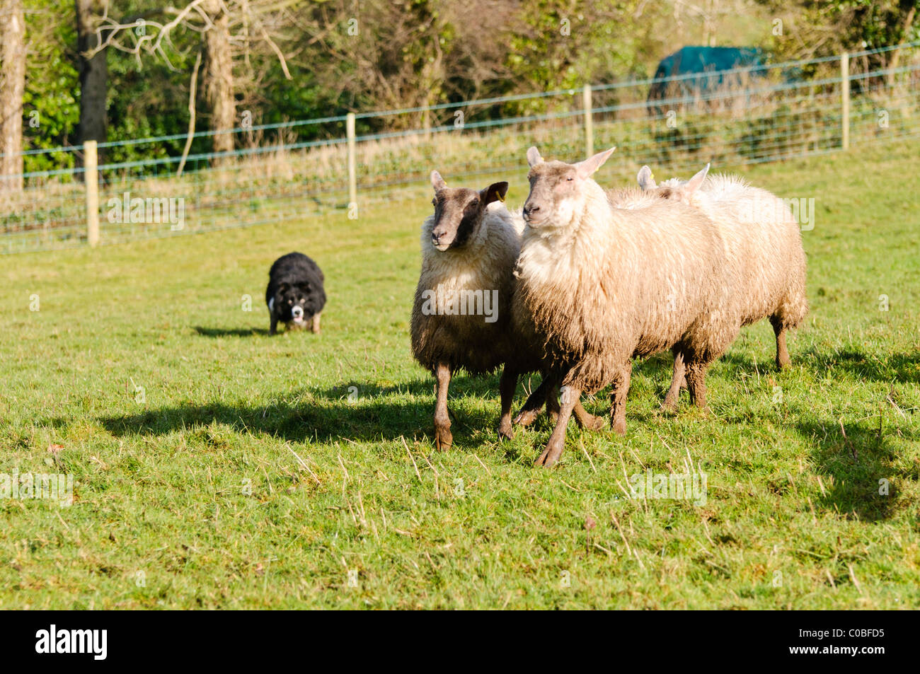 Border collie driving sheep hi-res stock photography and images - Alamy