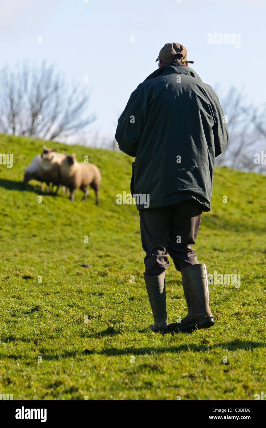 Shepherd working a sheepdog to round up sheep in a field Stock Photo ...
