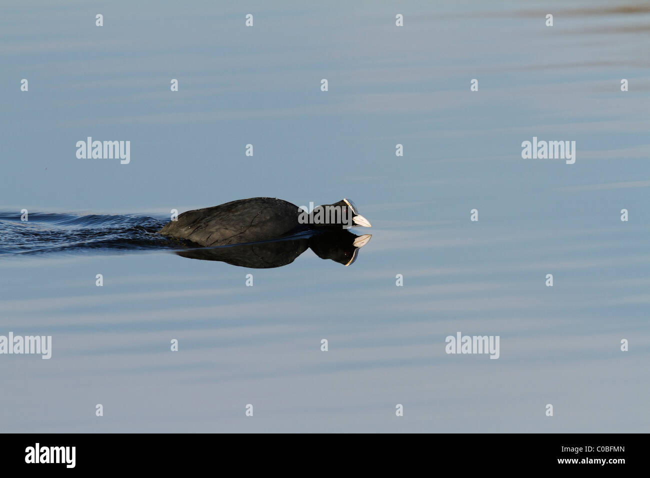 Coot threat display hi-res stock photography and images - Alamy