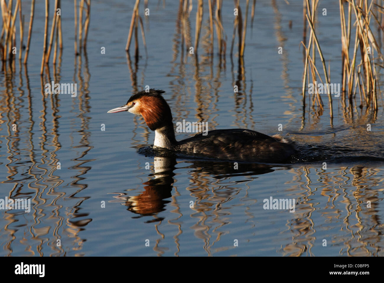 Ham wall rspb reserve hi-res stock photography and images - Alamy