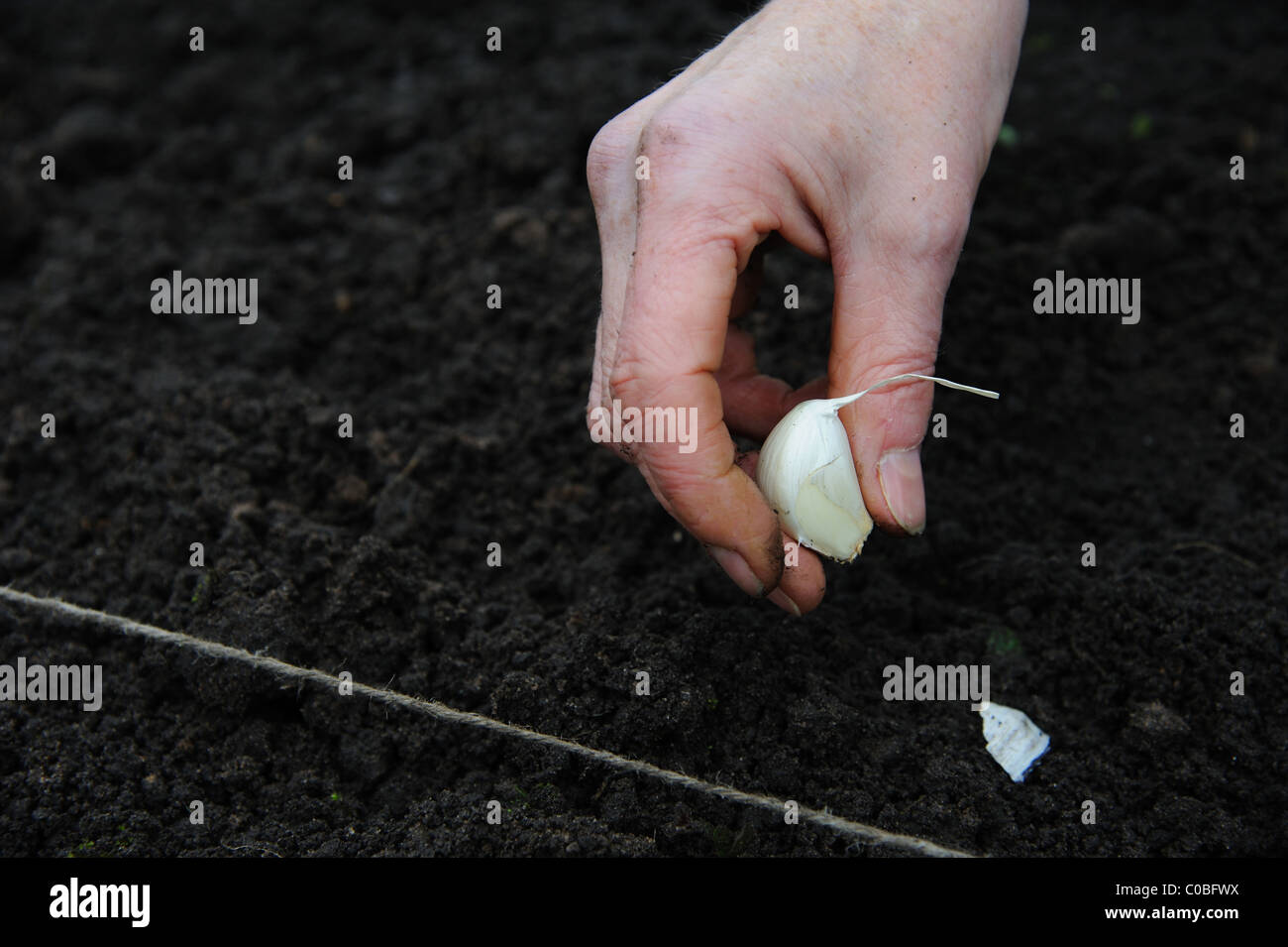 Gardeners hand planting garlic Stock Photo - Alamy