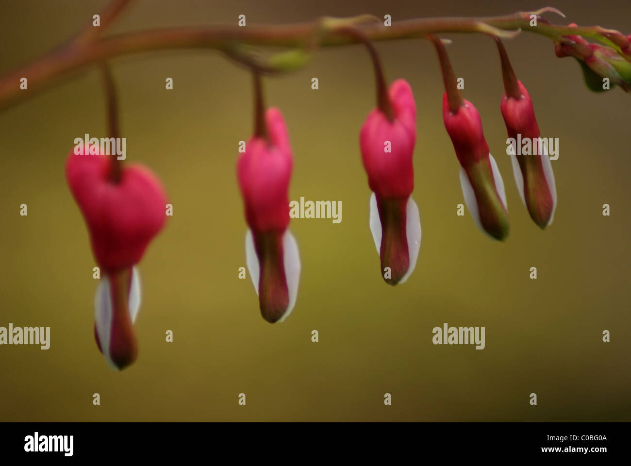Bleeding heart flower Stock Photo - Alamy