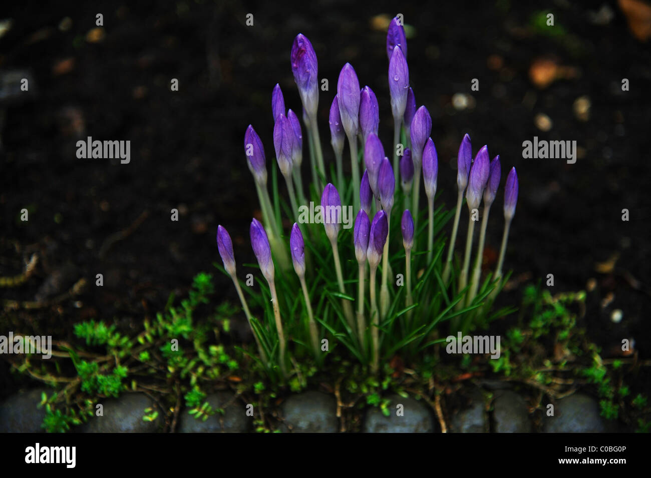 Dutch crocus hi-res stock photography and images - Alamy