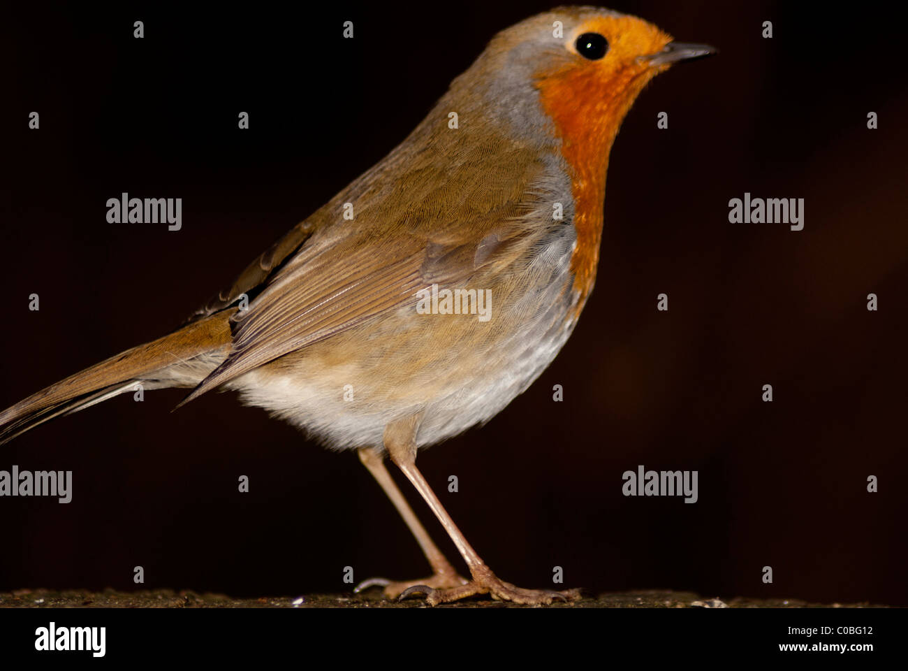 Side profile of robin hi-res stock photography and images - Alamy