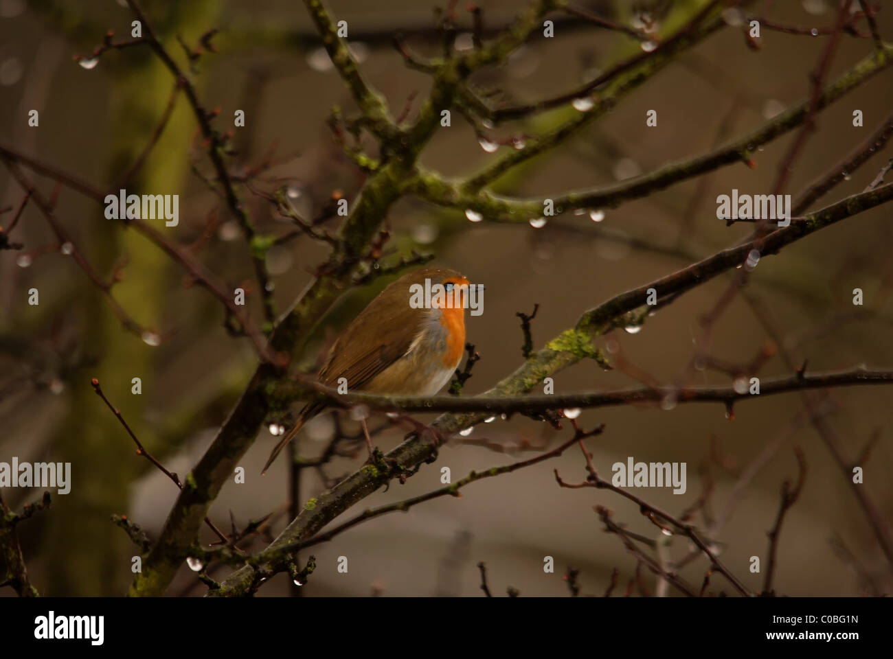 Wet robin hi-res stock photography and images - Alamy