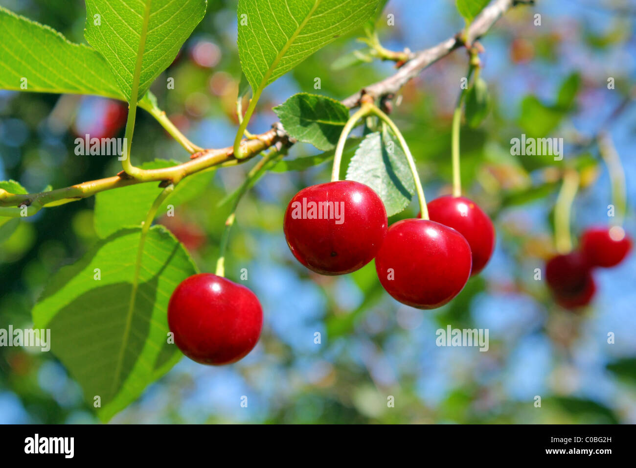 Cherry orchard hi-res stock photography and images - Alamy