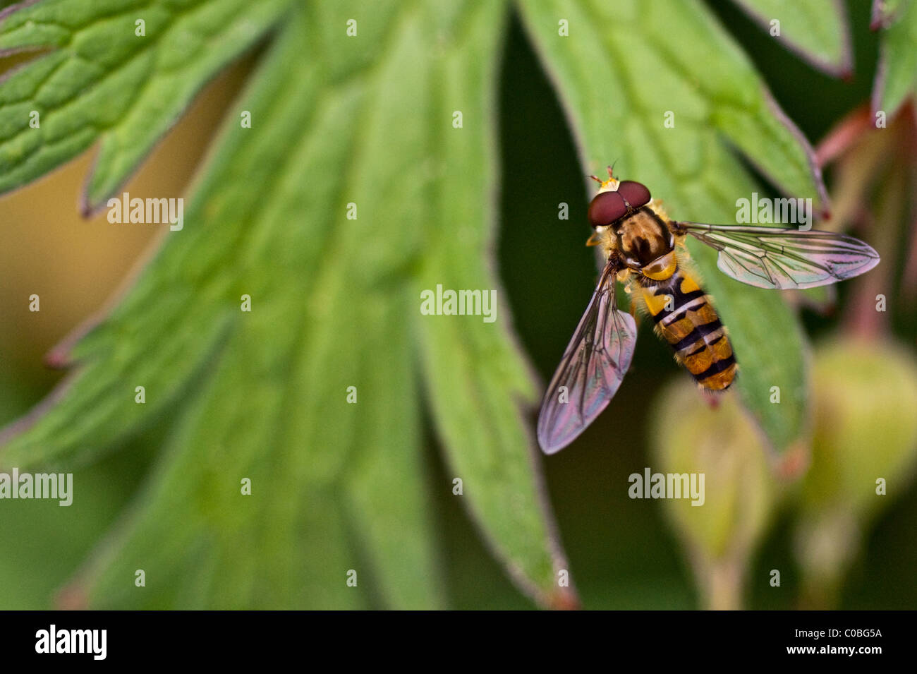 A hoverfly resting on a leaf Stock Photo - Alamy