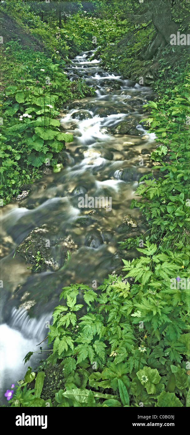 mountain brook in green growth Stock Photo - Alamy