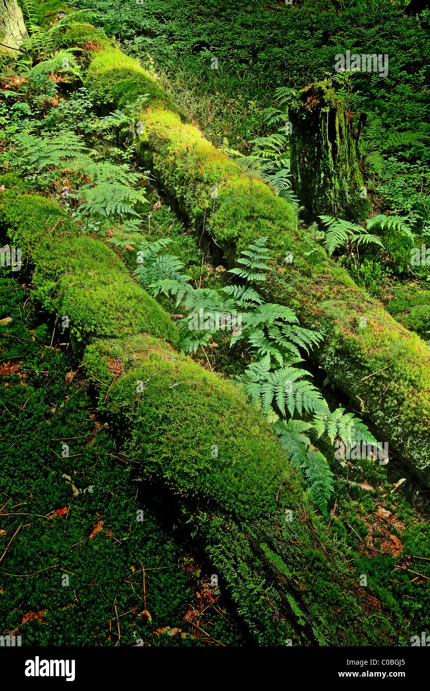 Tree Fern Trunk Moss High Resolution Stock Photography and Images - Alamy