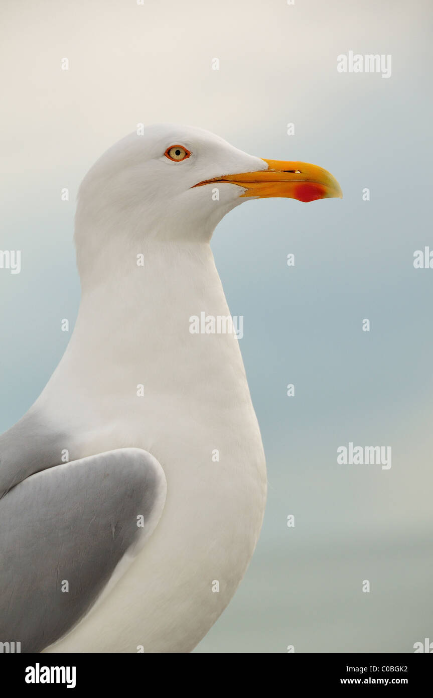 Close up of herring gull bird (seagull Stock Photo - Alamy