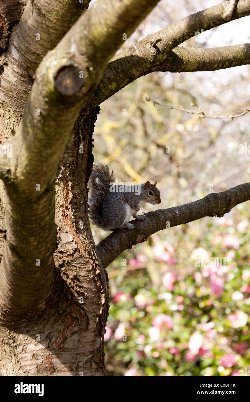 Squirrel in a tree Stock Photo - Alamy