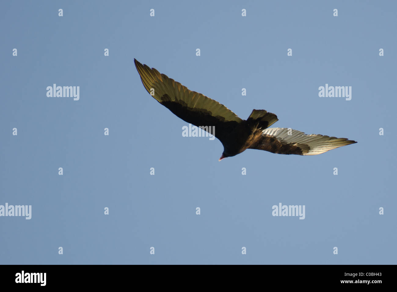 Buzzard gliding hi-res stock photography and images - Alamy