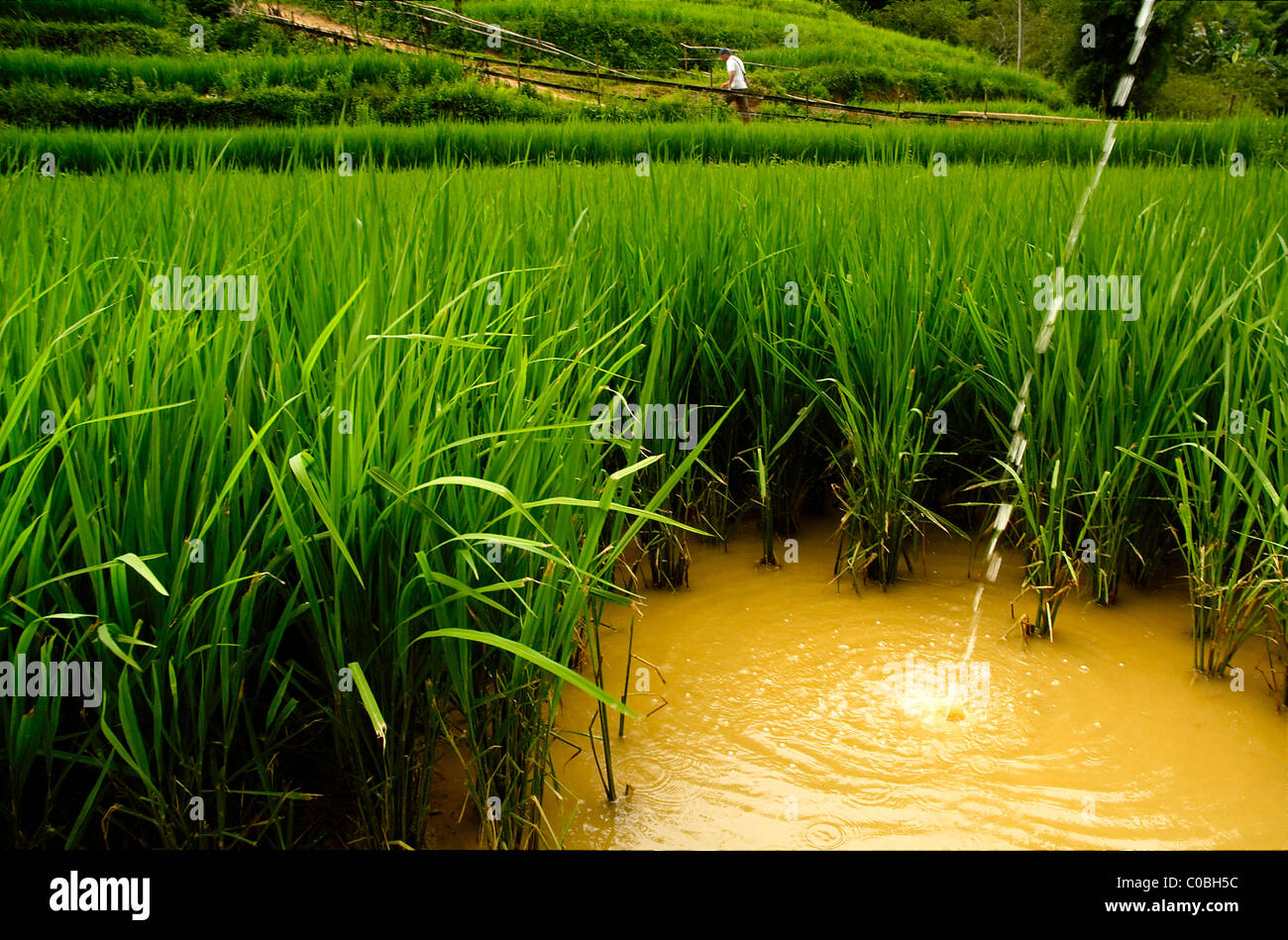 Water pouring at rice field Stock Photo - Alamy