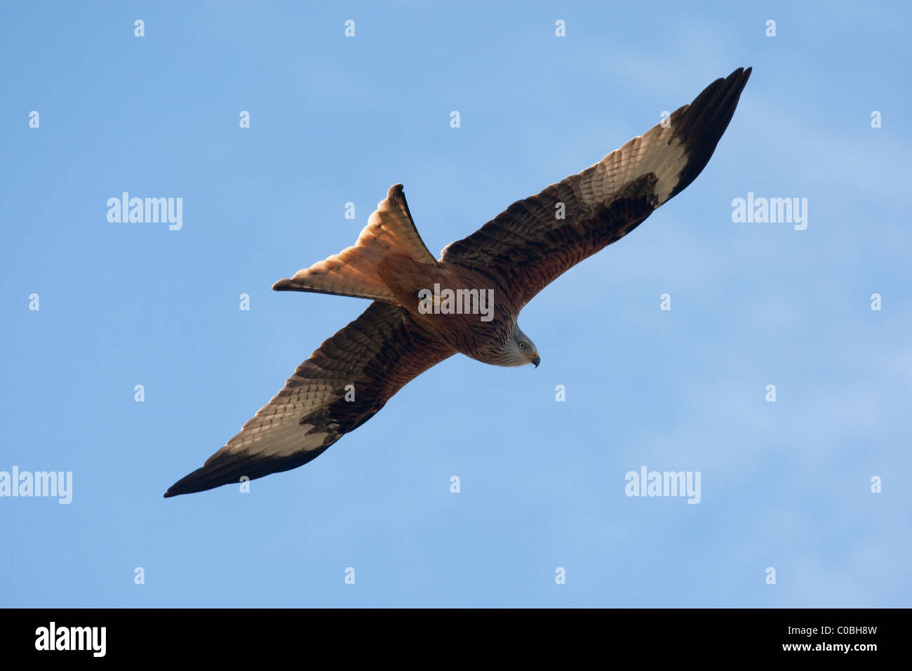 Red Kite in flight Stock Photo - Alamy