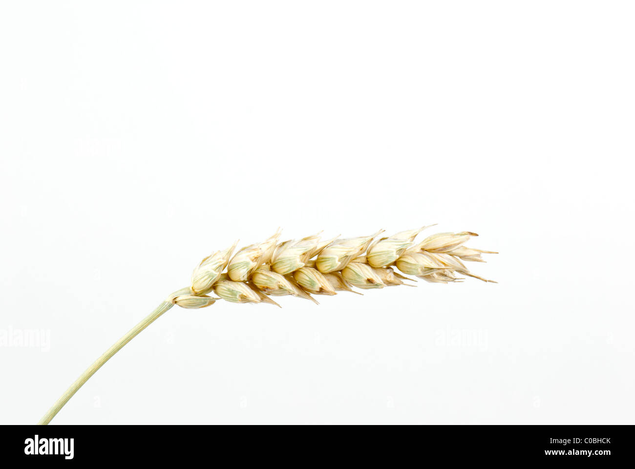 Chaff wheat hi-res stock photography and images - Alamy
