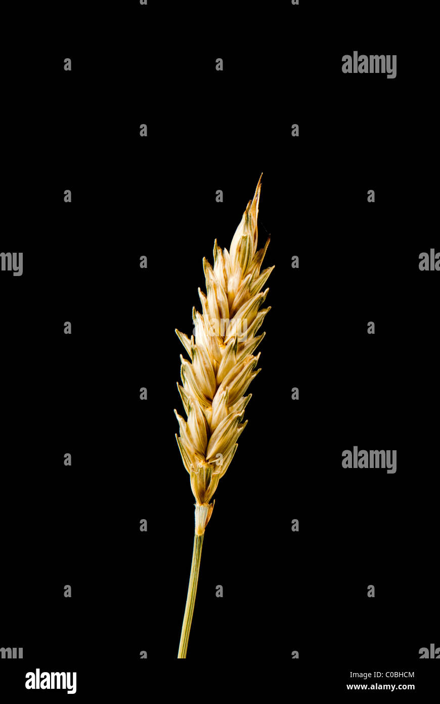 A close up shot of an ear of wheat Stock Photo - Alamy