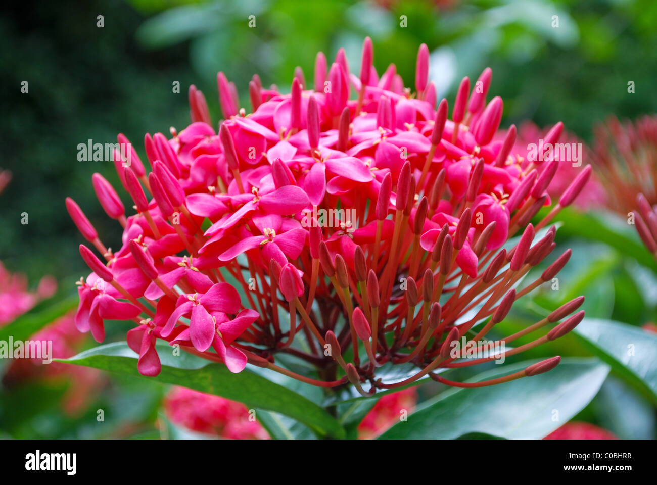 Pink Tropical Flowers Oahu Hawaii Stock Photo - Alamy