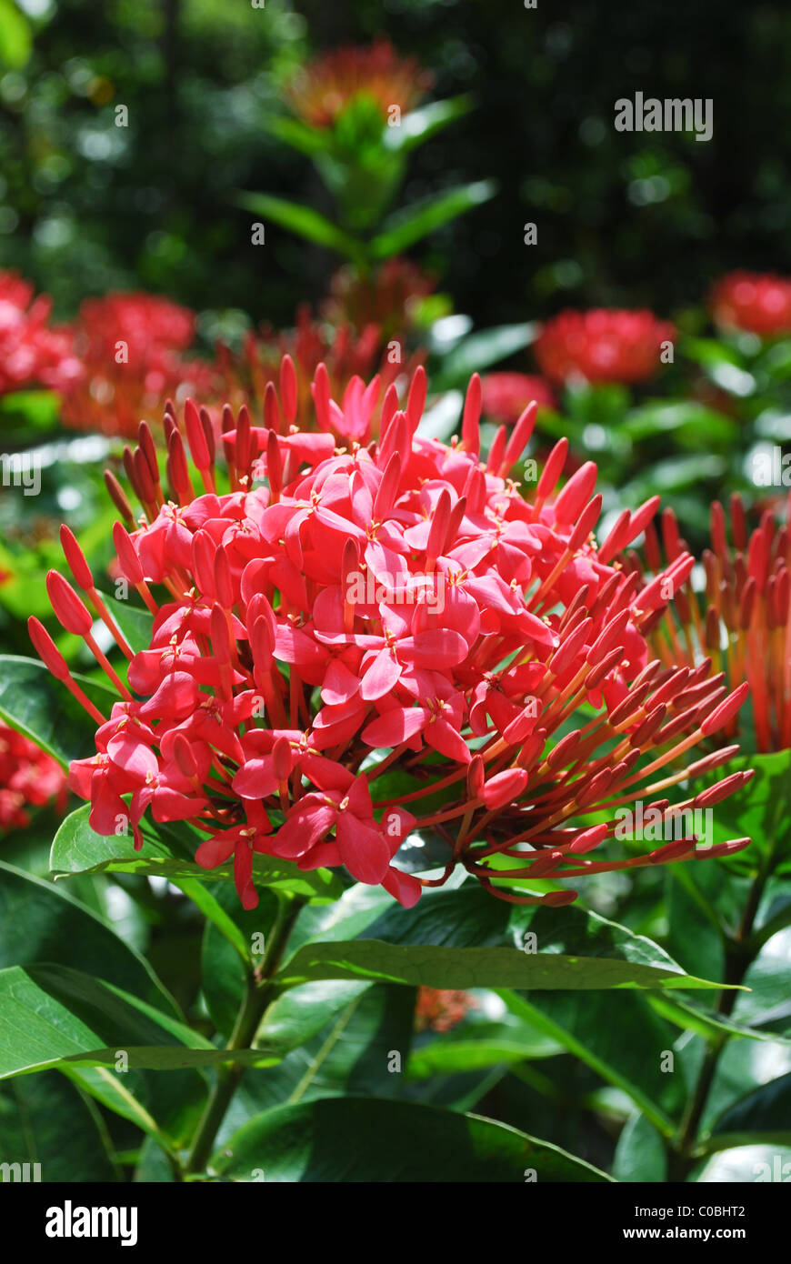 Pink Tropical Flowers Oahu Hawaii Stock Photo - Alamy