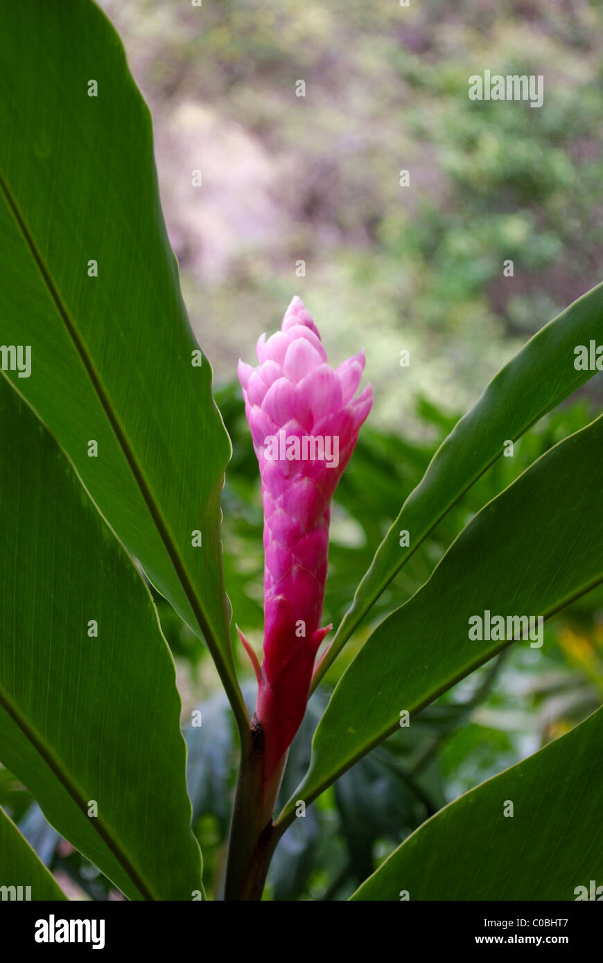 Hawaiian Red Ginger Flower Tropical Stock Photo - Alamy