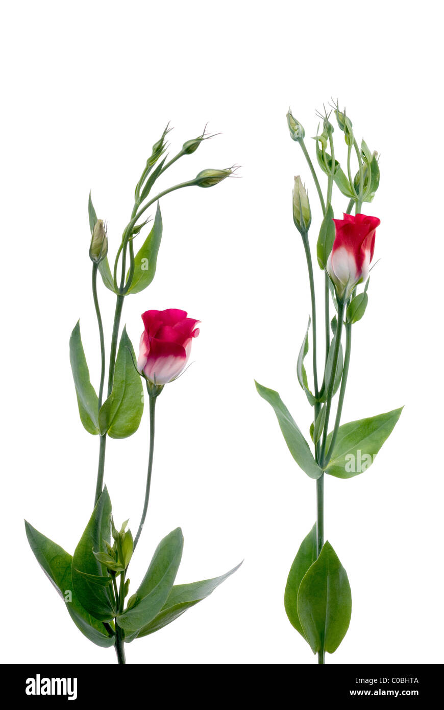 Beautiful red flowers isolated on white Stock Photo - Alamy