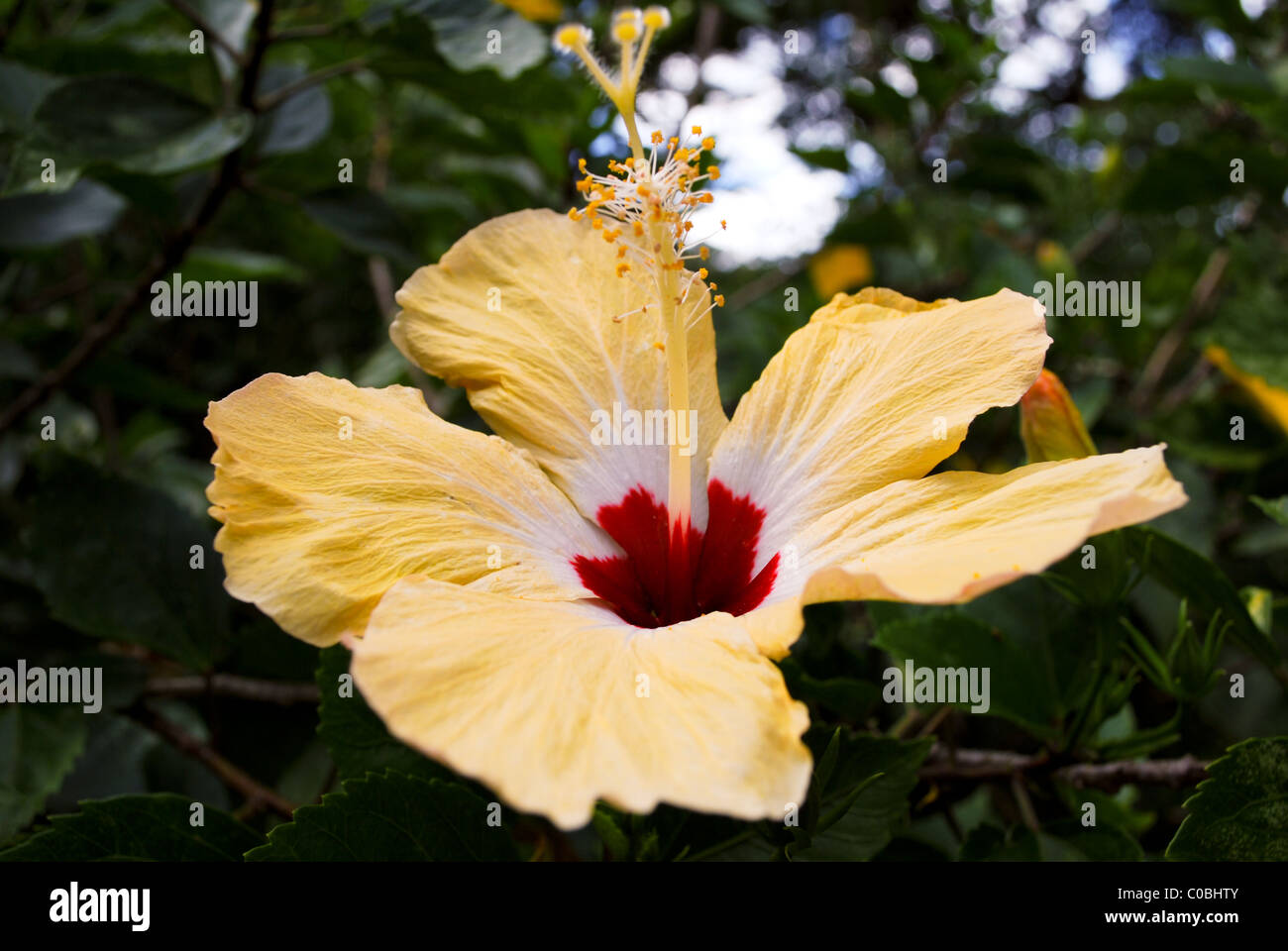 Tropical Hibiscus Flower on Oahu Hawaii Stock Photo - Alamy