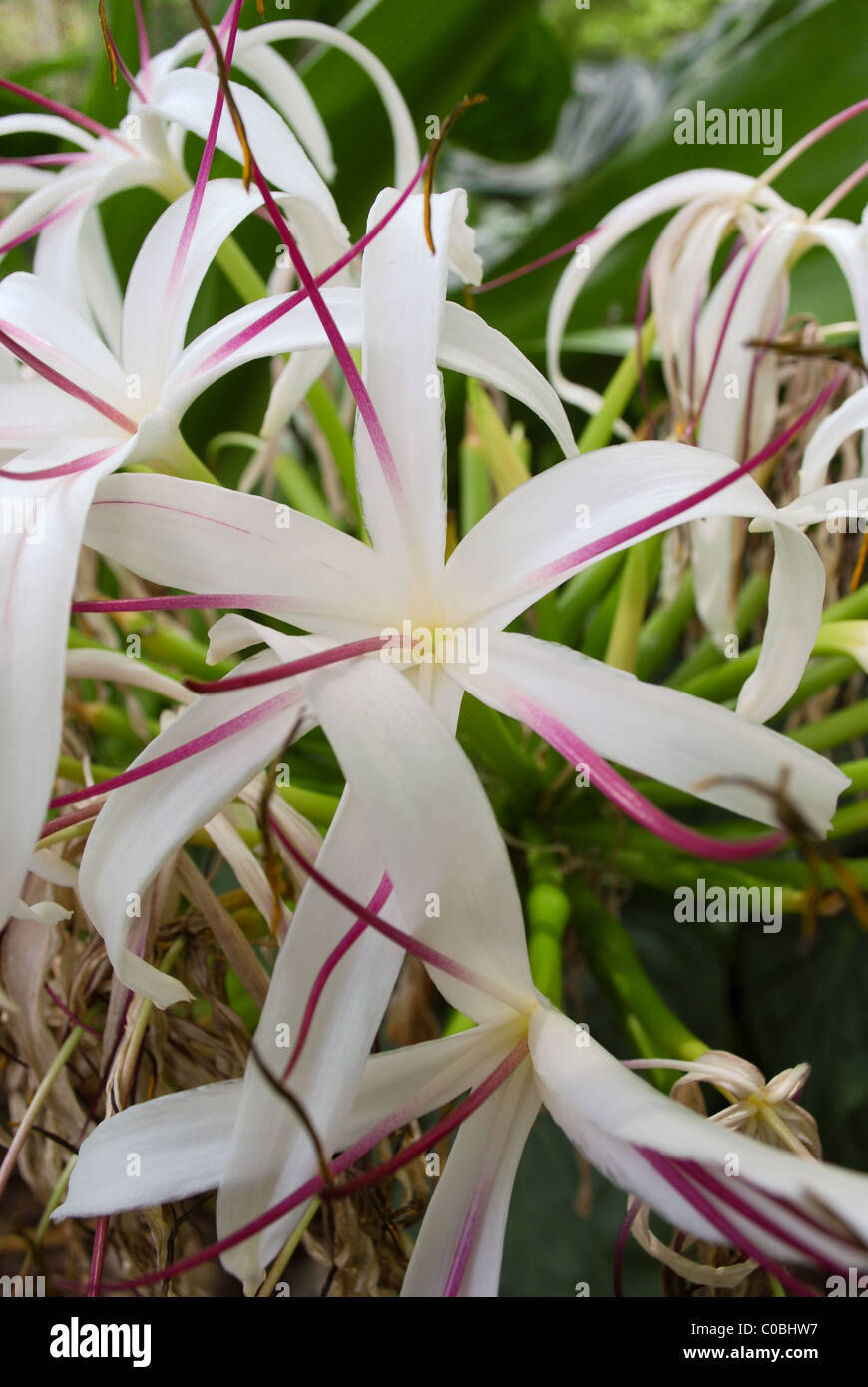 Pink spider lily hi-res stock photography and images - Alamy