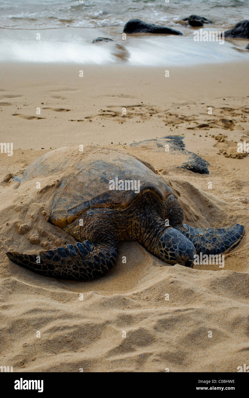 Sea turtle in sand on beach Stock Photo - Alamy