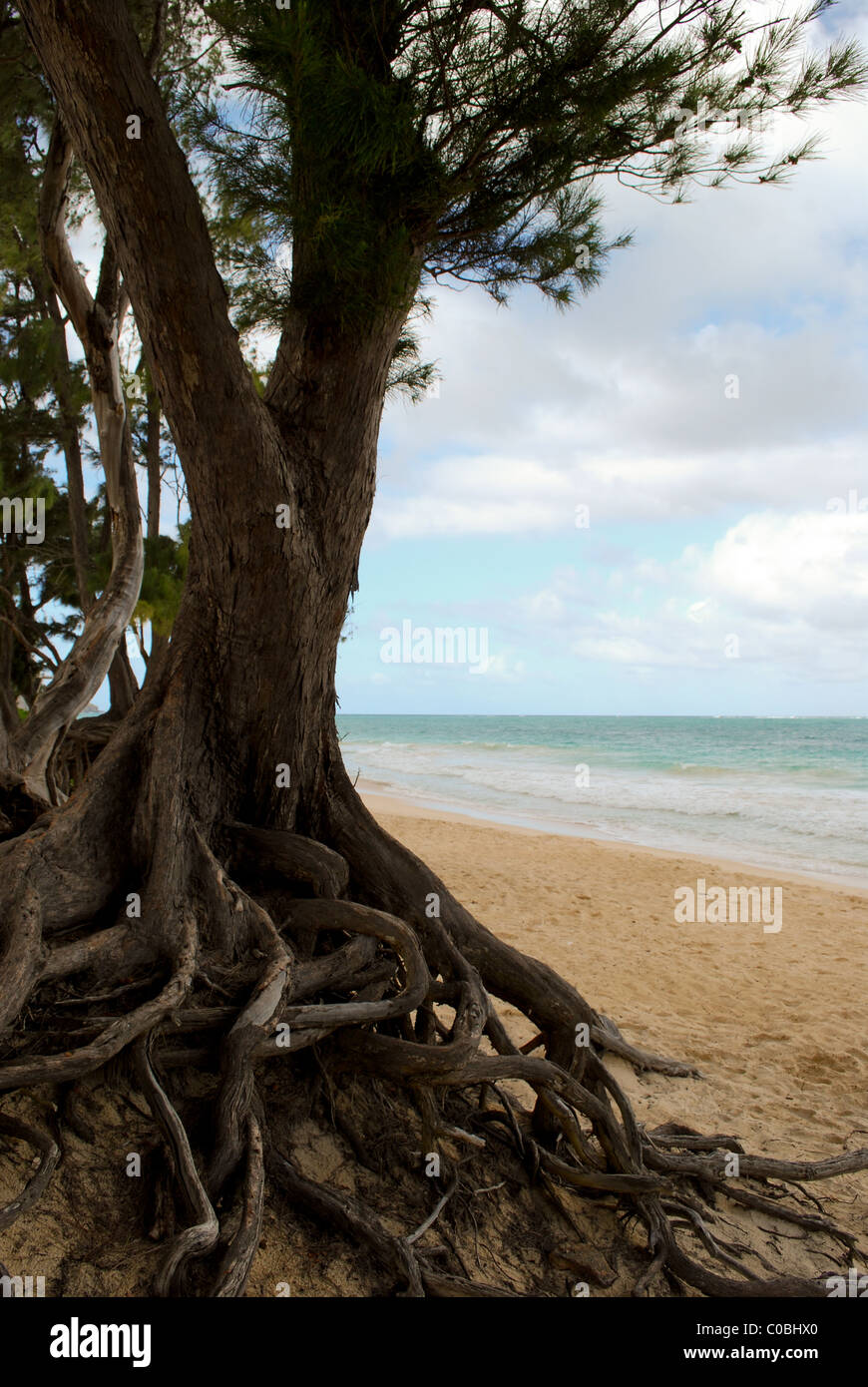 Large aged tree on beach. Oahu Hawaii Stock Photo - Alamy