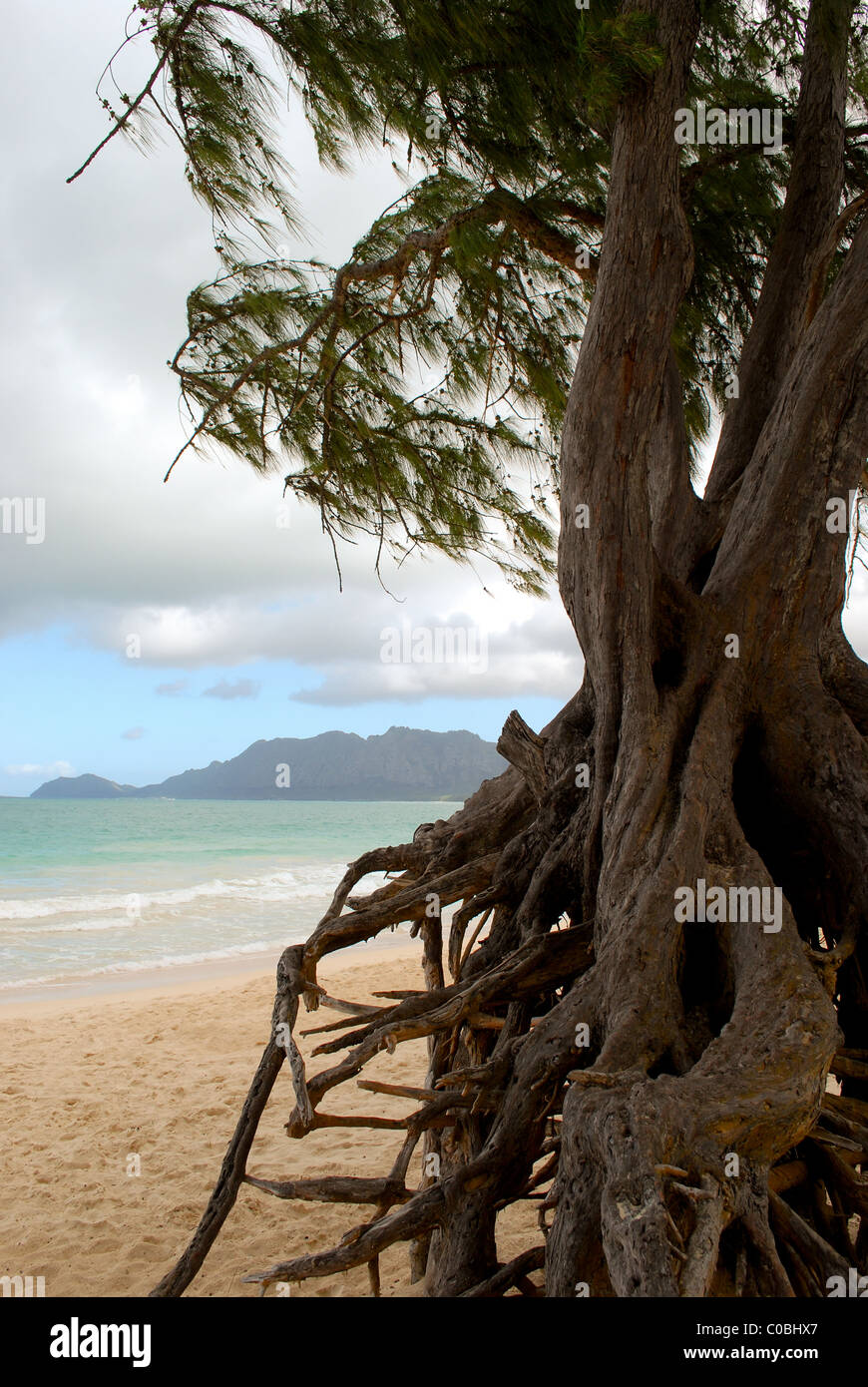 Large aged tree on beach. Oahu Hawaii Stock Photo - Alamy