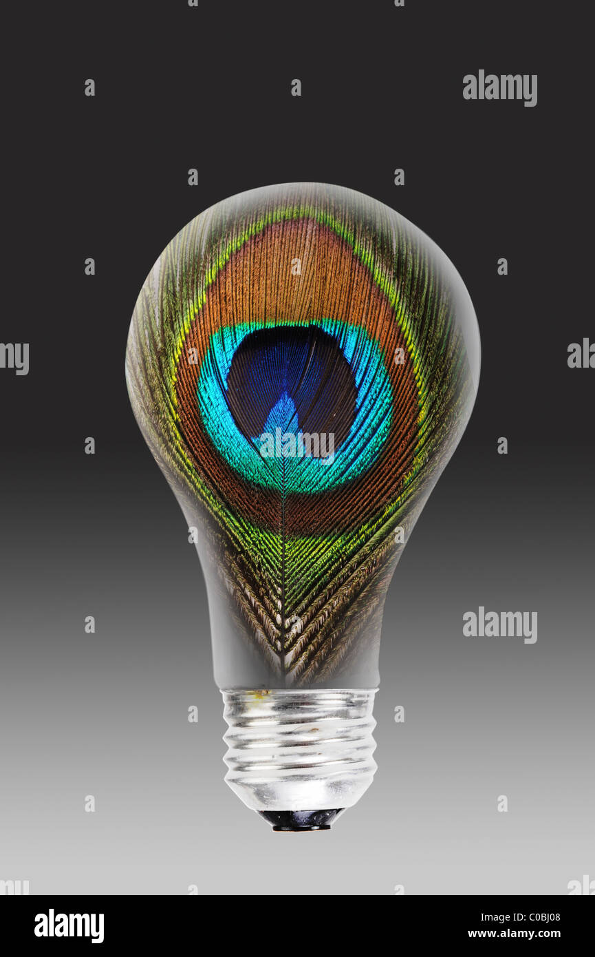 Peacock Feather inside Light Bulb Stock Photo - Alamy
