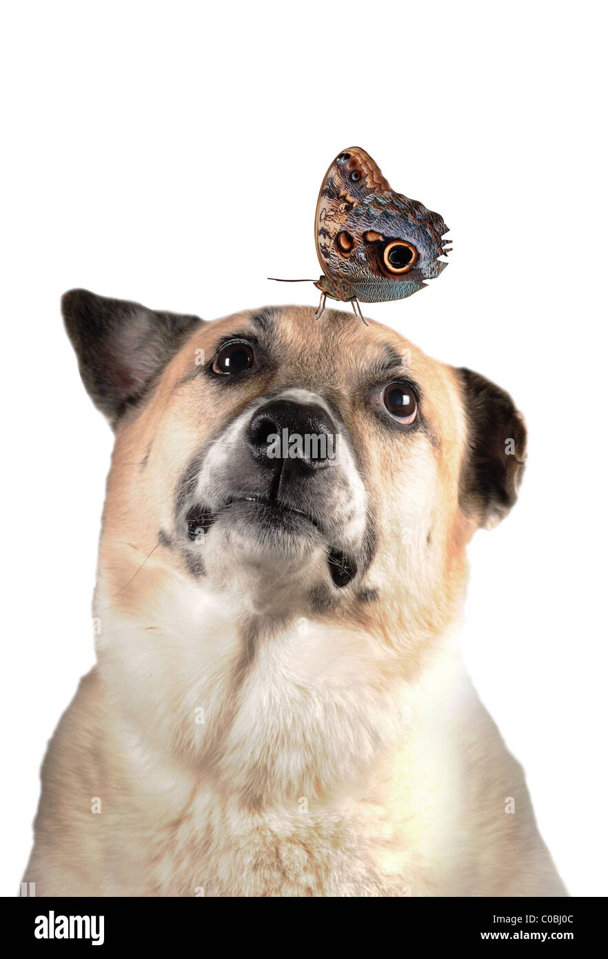 Cute Dog with new friend Stock Photo - Alamy