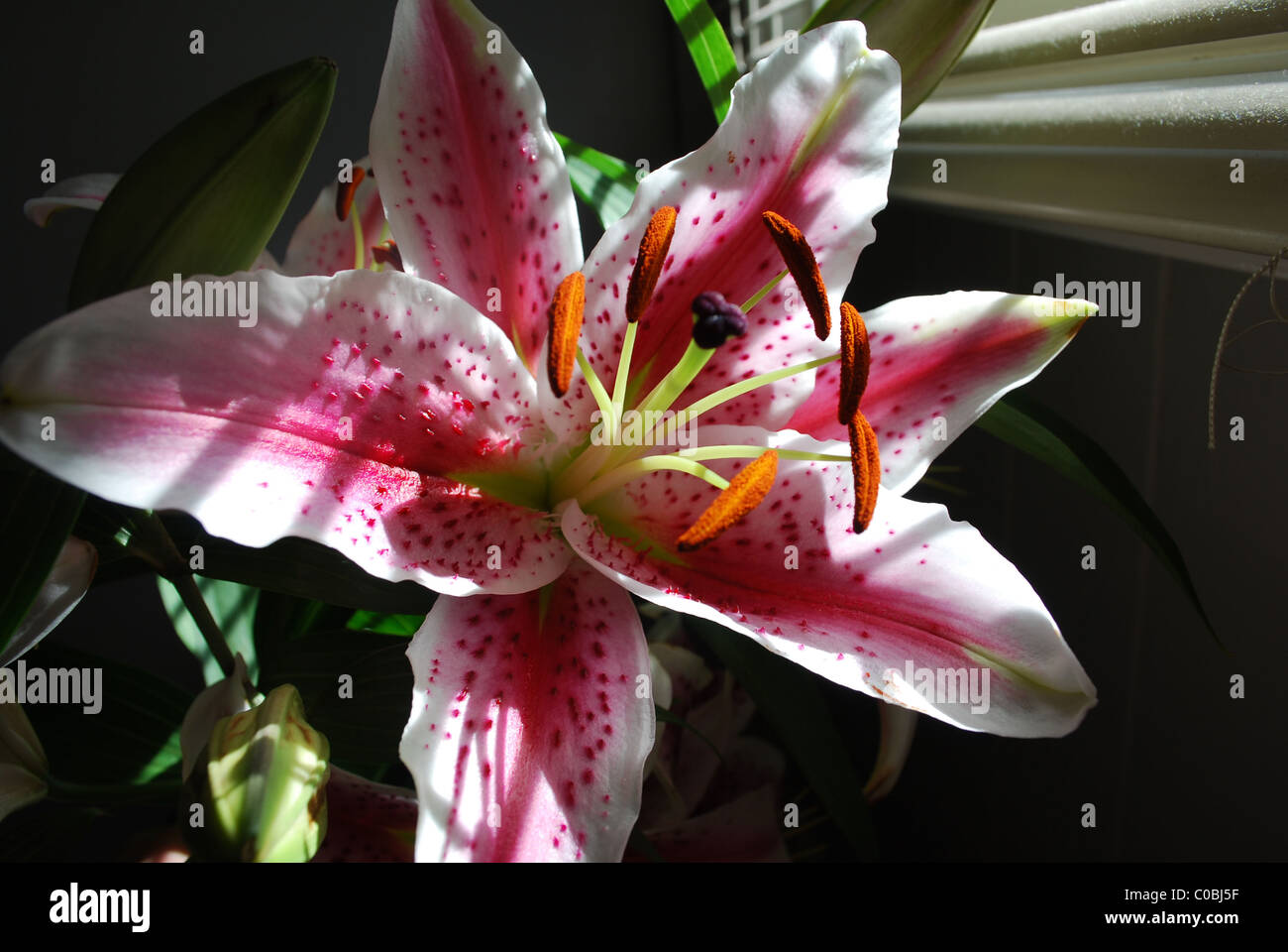 Pink stargazer lily hi-res stock photography and images - Alamy
