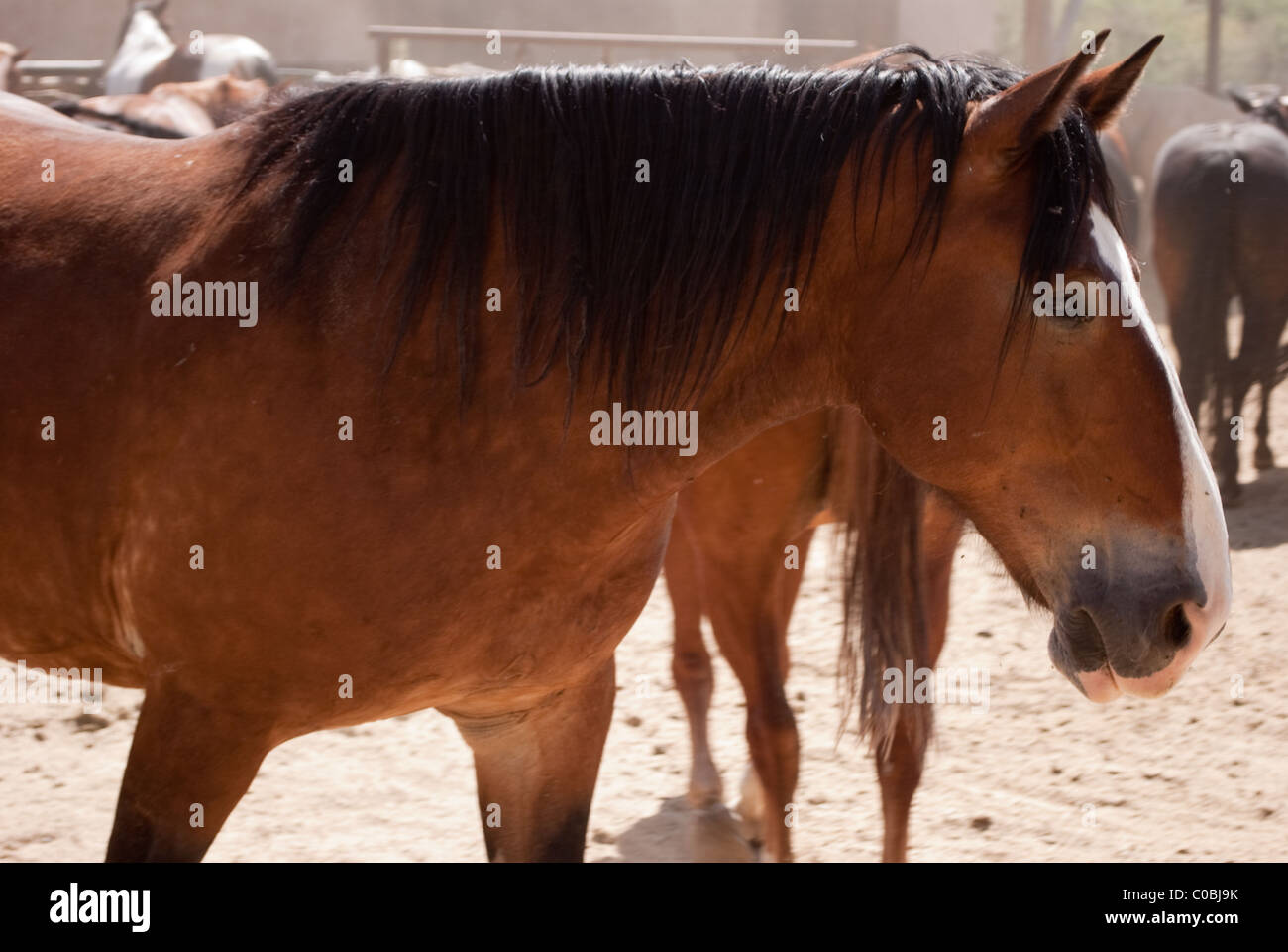 Arizona ranch stallion hi-res stock photography and images - Alamy