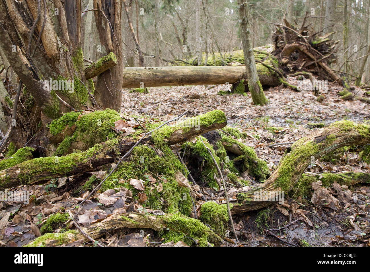 Partly declined branches lying and broken trees in natural forest ...